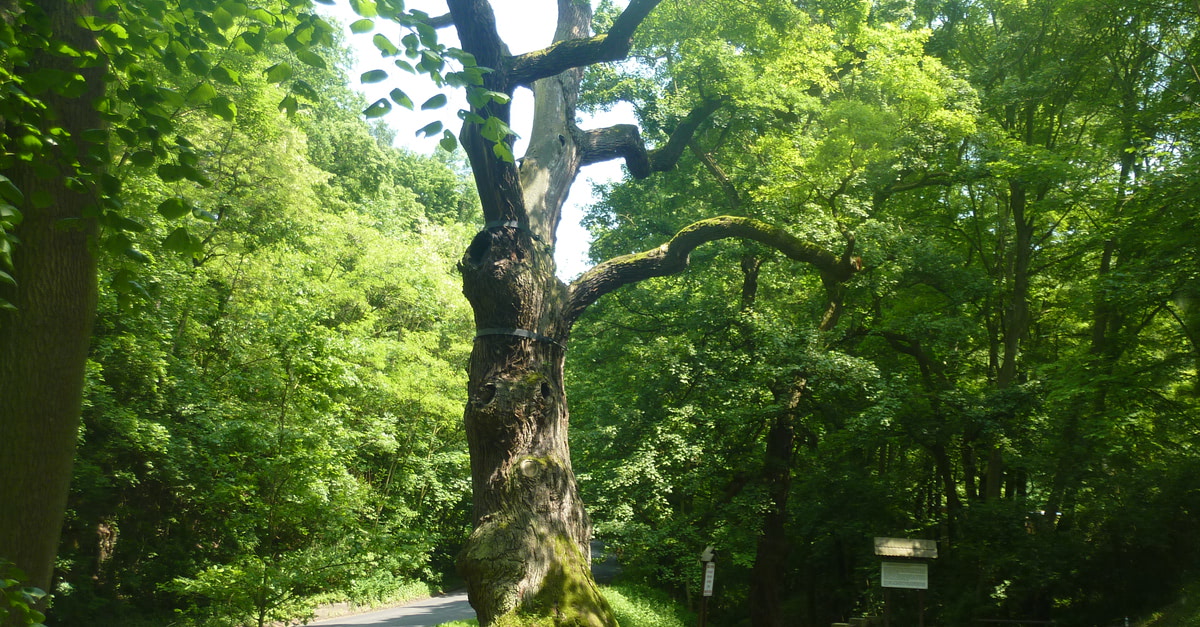 Peruc | České středohoří